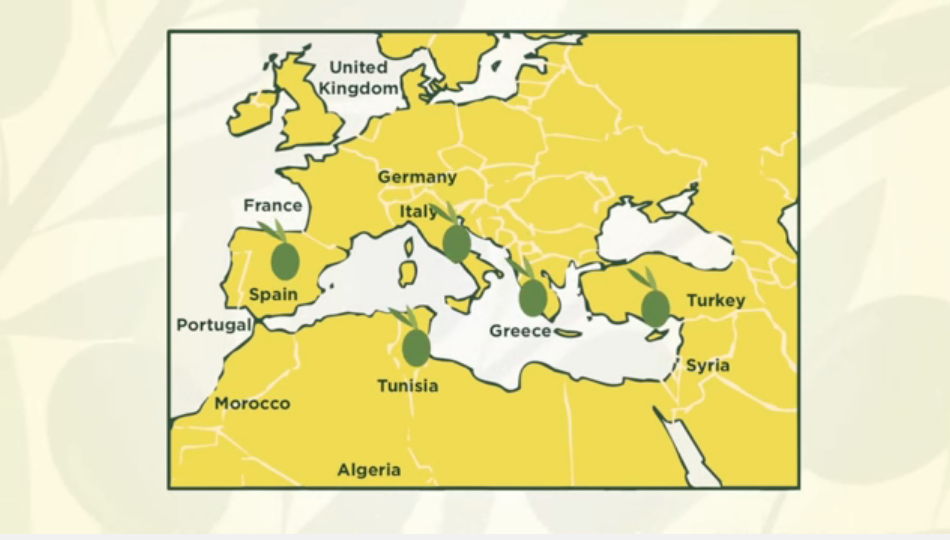 Olive Oil Production by Country