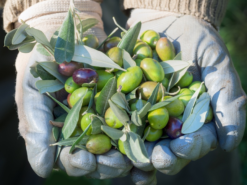 What color olives are used to make olive oil?