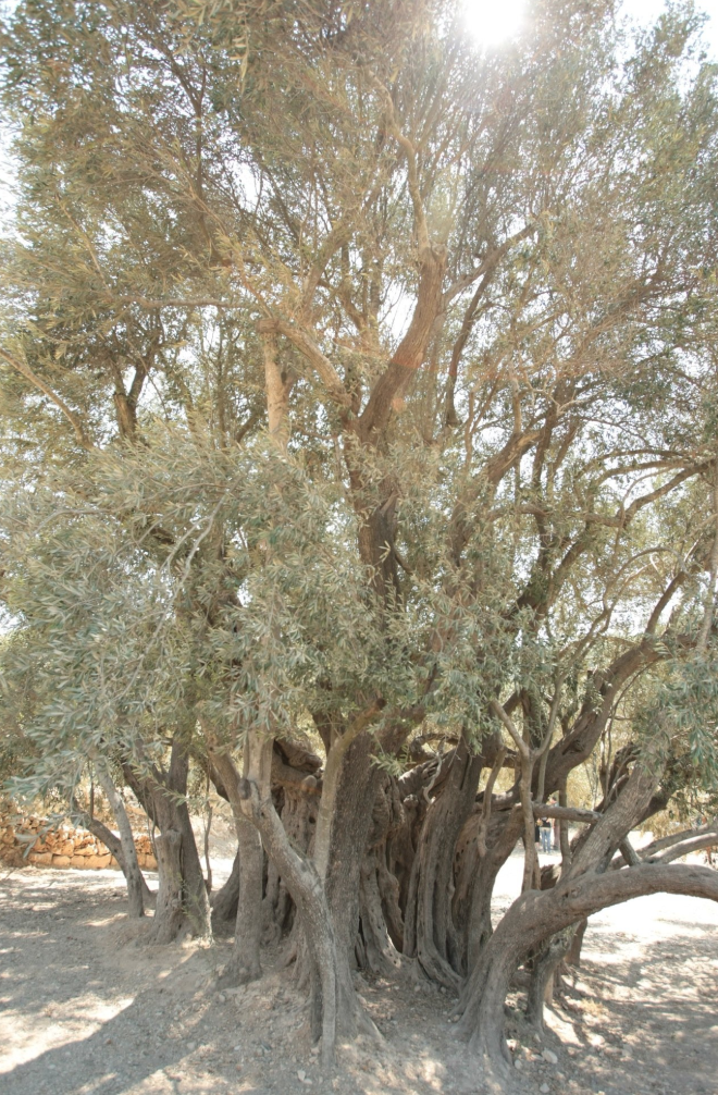 Commune With The Ancients-Visit The World's Oldest Olive Trees