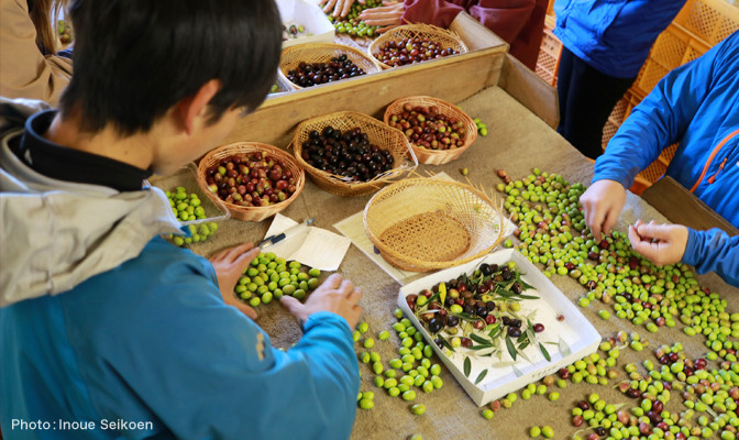Extra Virgin Olive Oil in Japanese Cuisine