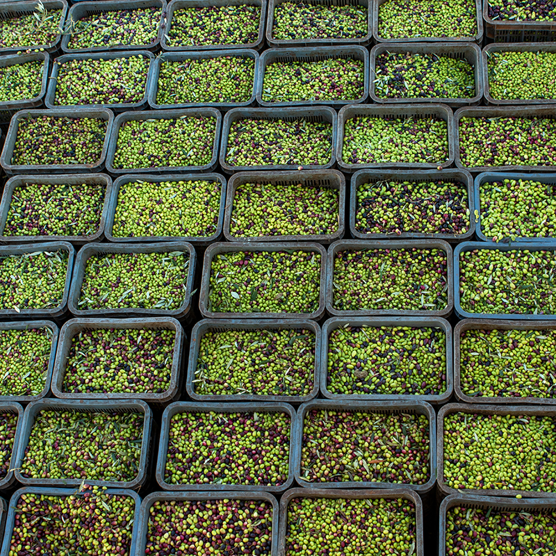 Extra Virgin Alliance - Noor Fes