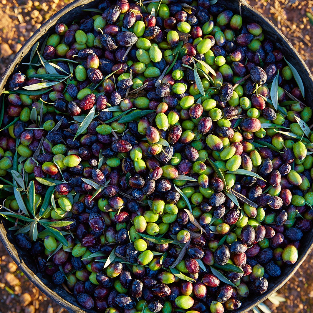 North American Olive Oil Association