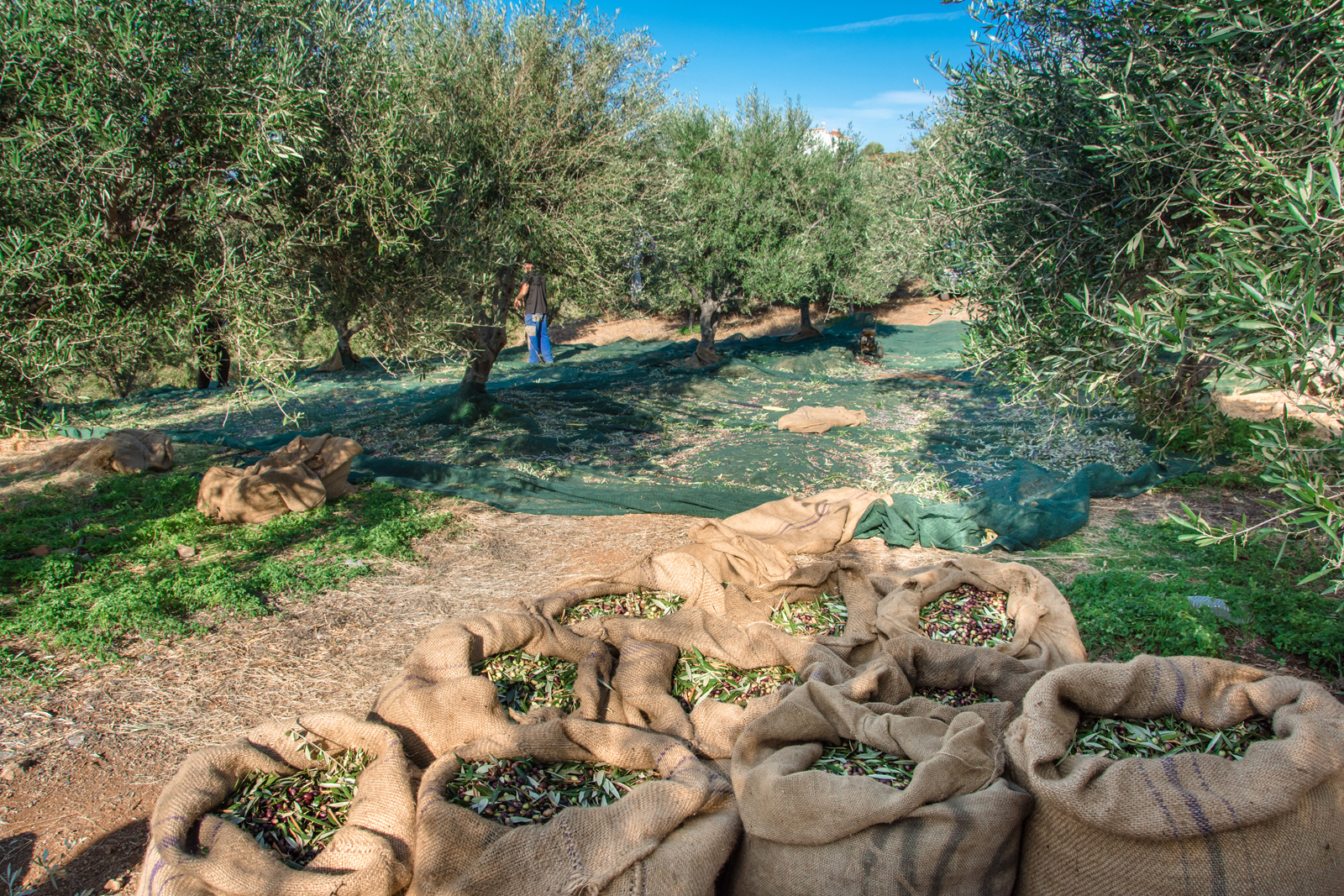 NAOOA Continues Fight Against Tariffs on Spanish Olive Oil